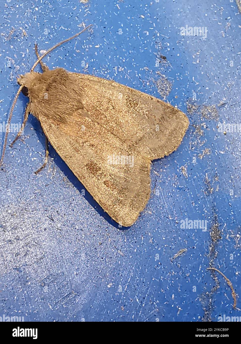 Small Square-spot (Diarsia rubi Stock Photo - Alamy