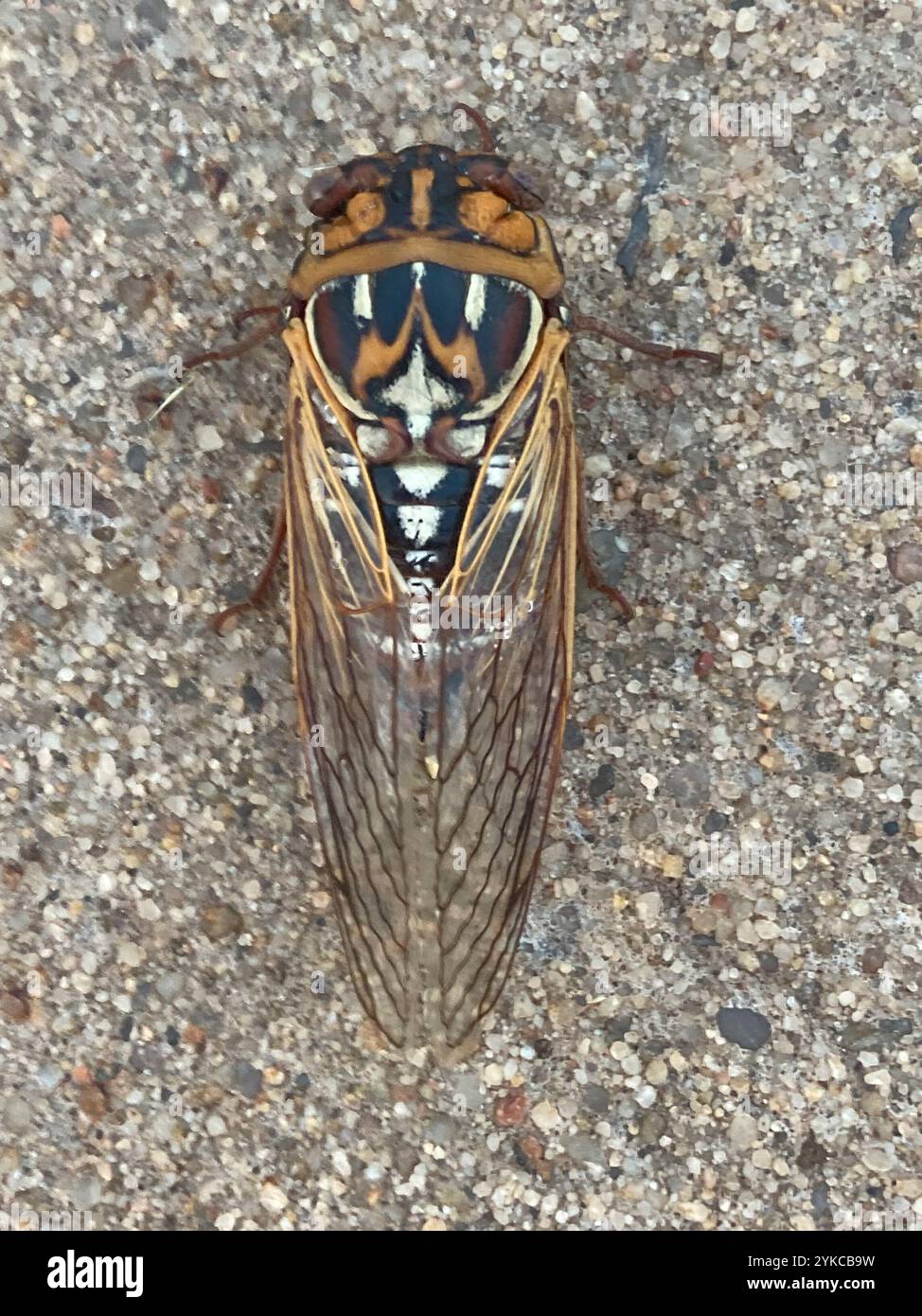 Bush Cicada (Megatibicen dorsatus Stock Photo - Alamy