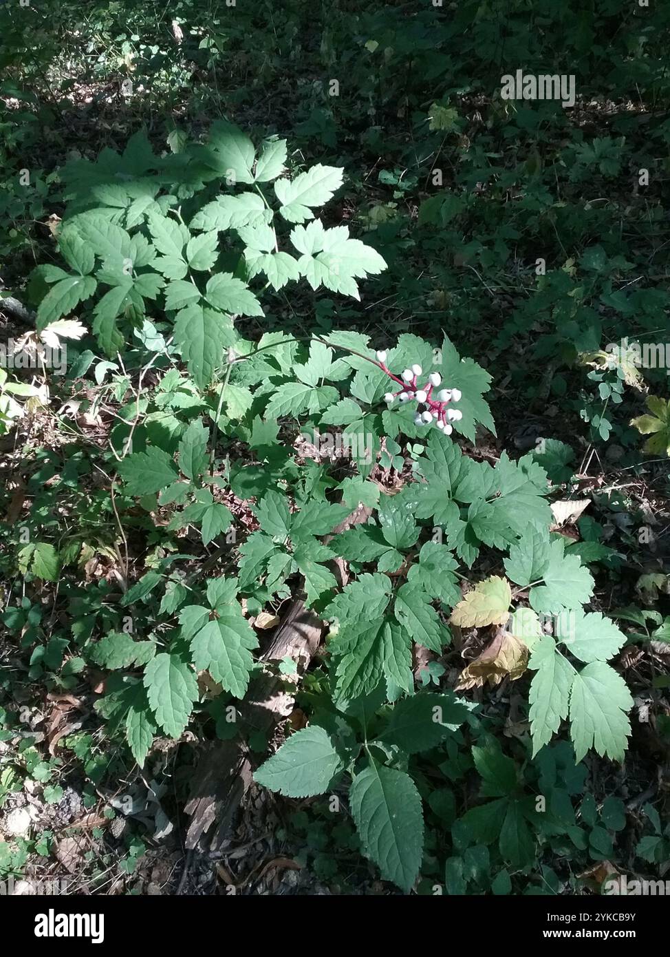 white baneberry (Actaea pachypoda Stock Photo - Alamy