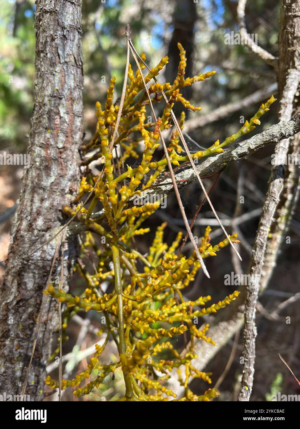 Coastal Dwarf-Mistletoe (Arceuthobium littorum Stock Photo - Alamy