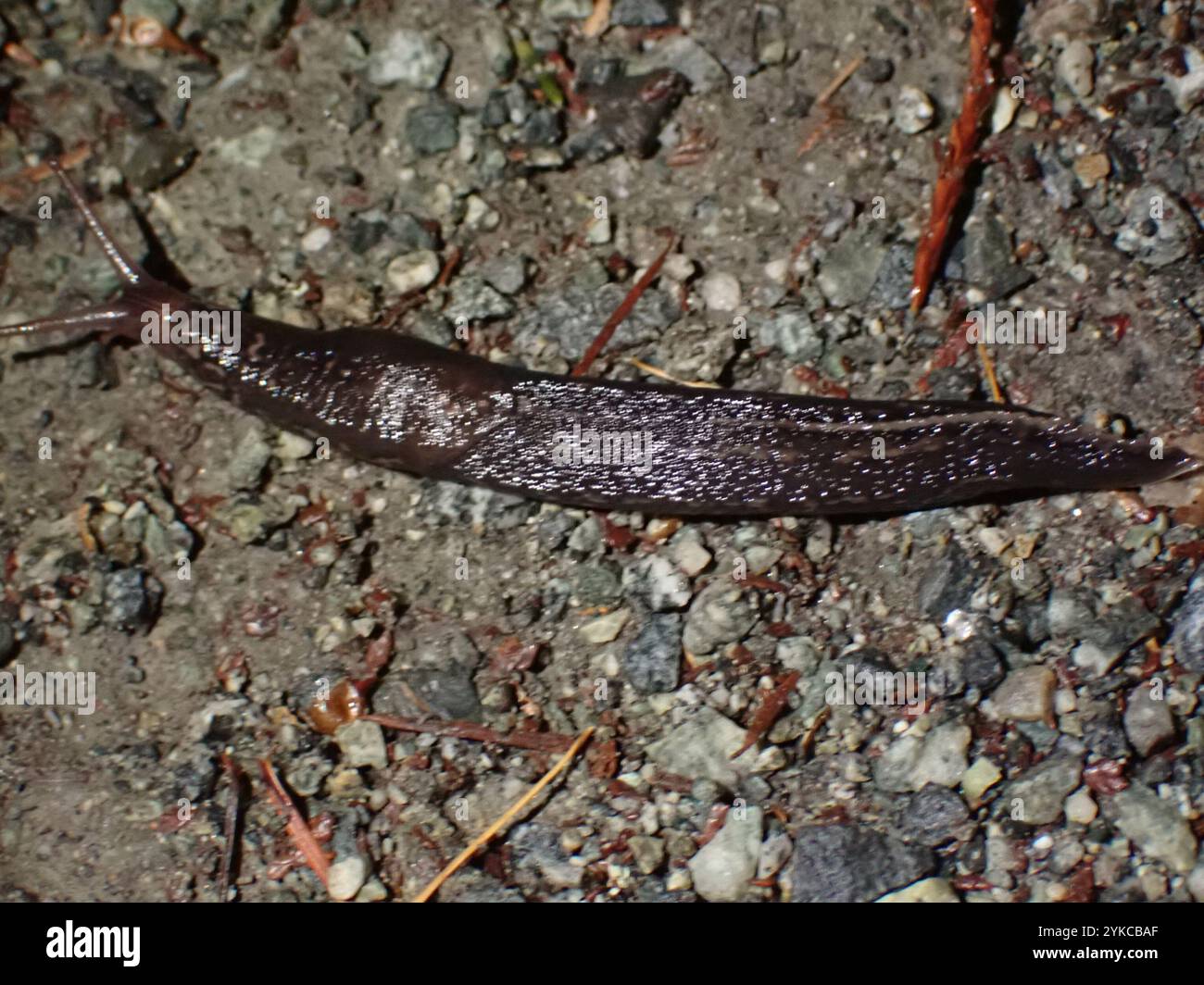 Leopard Slug (Limax maximus Stock Photo - Alamy