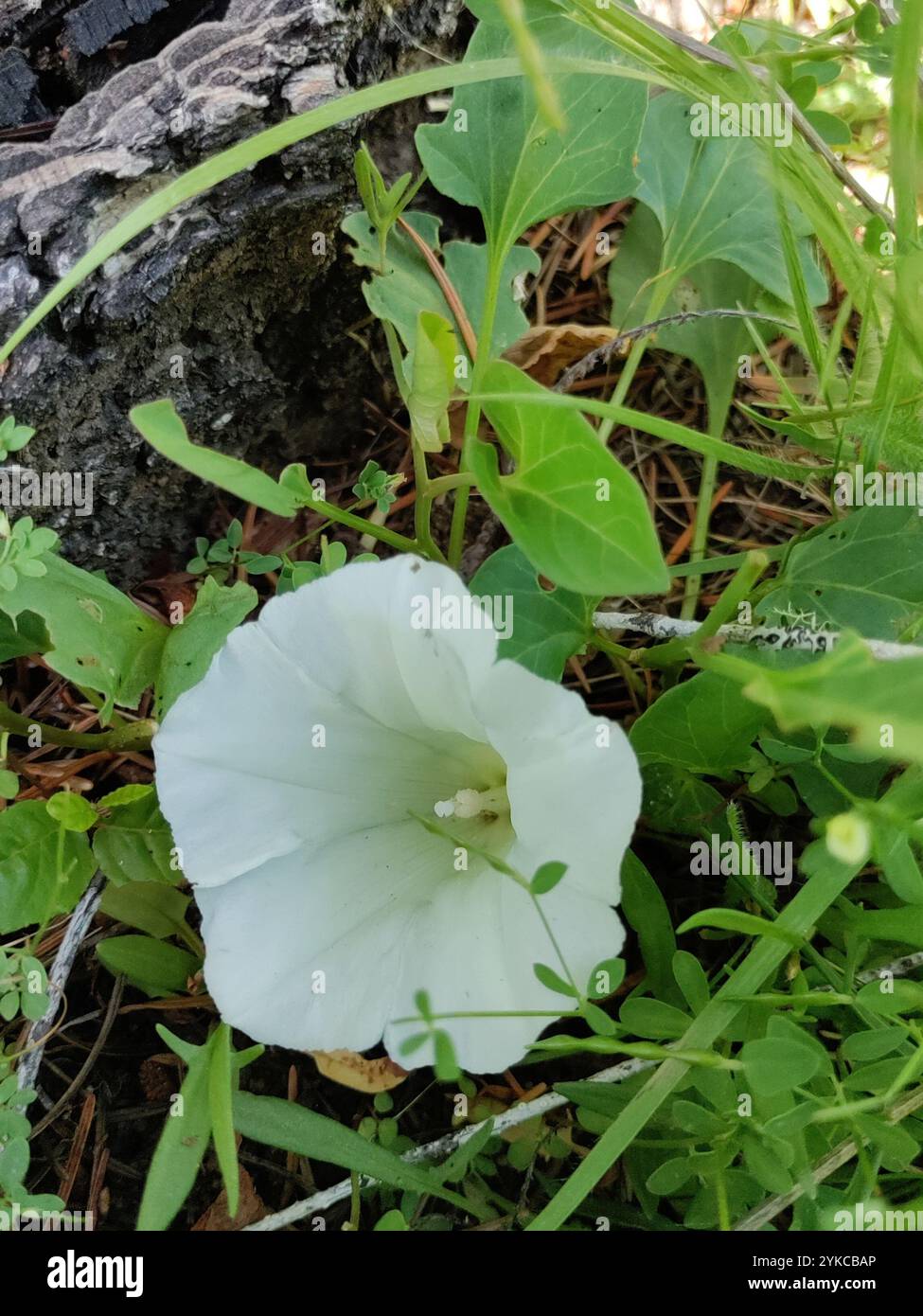 Nightblooming False Bindweed (Calystegia atriplicifolia Stock Photo - Alamy