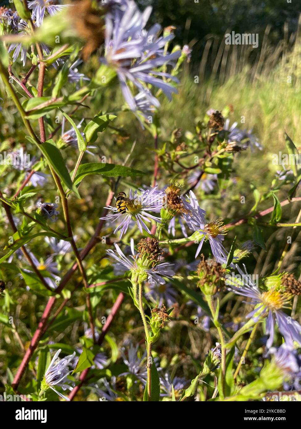 Transverse-banded Flower Fly (Eristalis transversa Stock Photo - Alamy