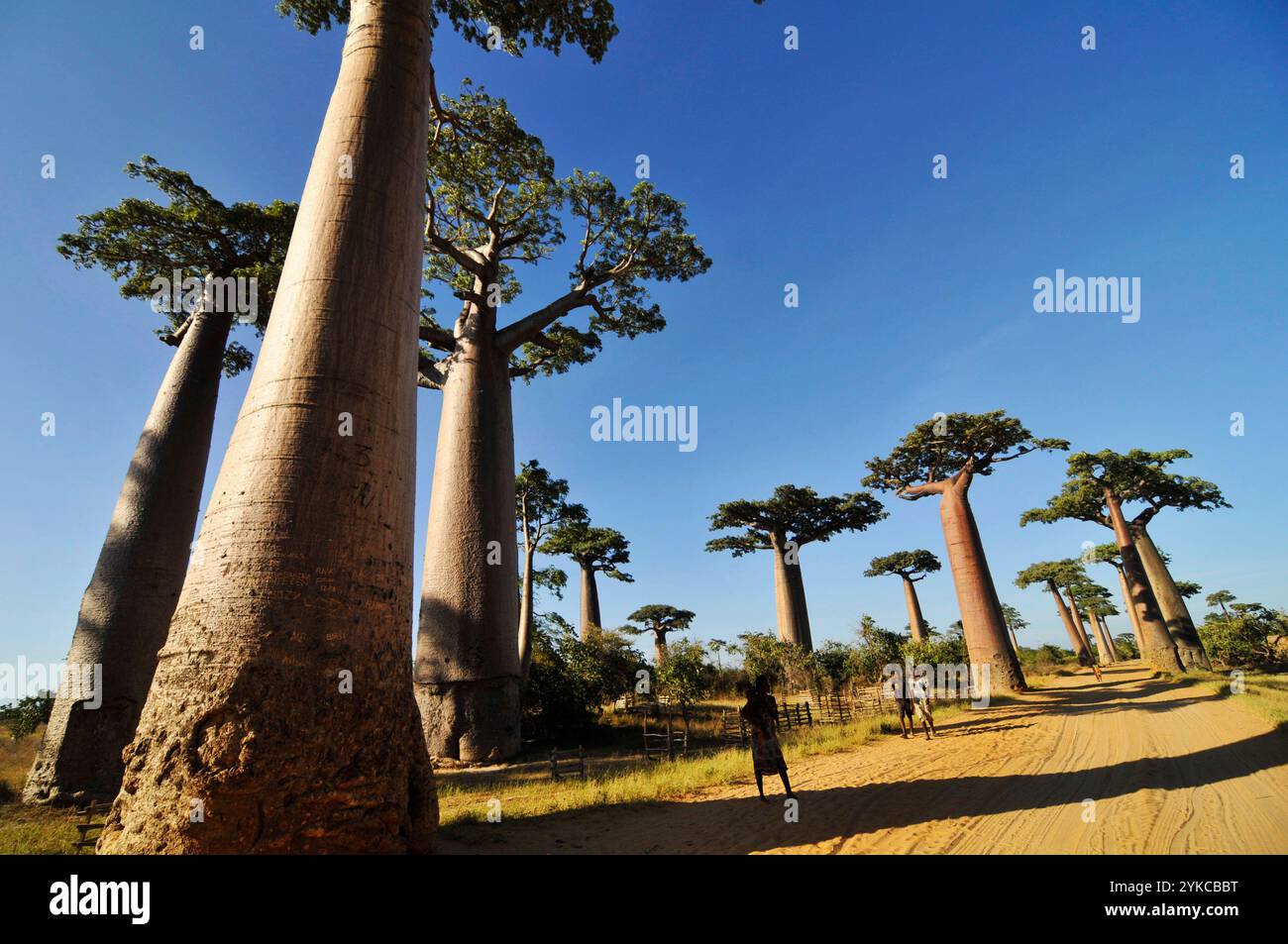 Avenue of the Baobabs / Avenue du Baobab on Road No.8 between Morondava and Belon'i Tsiribihina ...