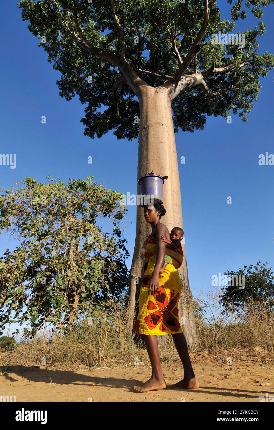 A Malagasy woman with her baby on Ave of the Baobabs / Avenue du Baobab ...