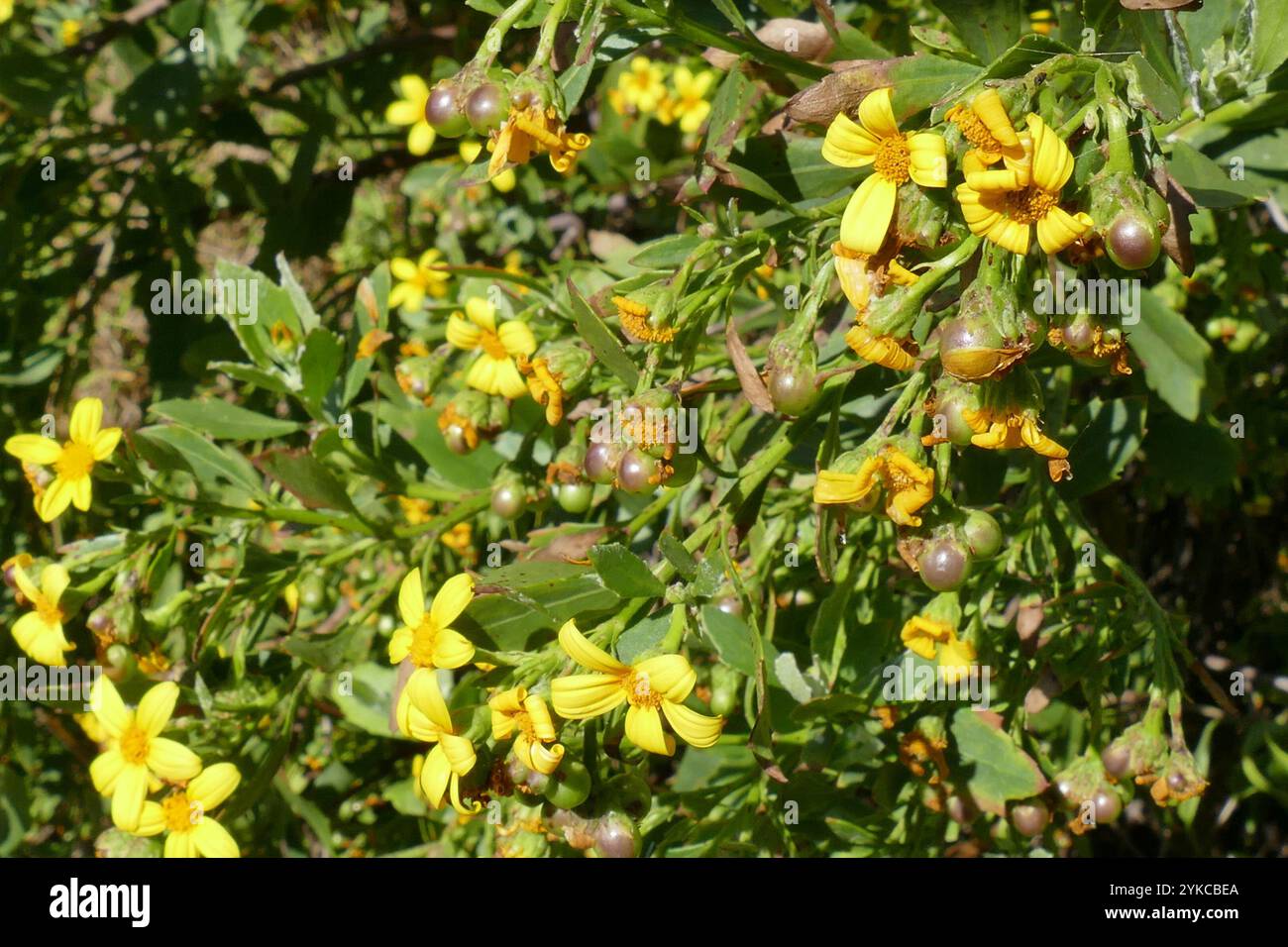 Bietou (Osteospermum moniliferum Stock Photo - Alamy
