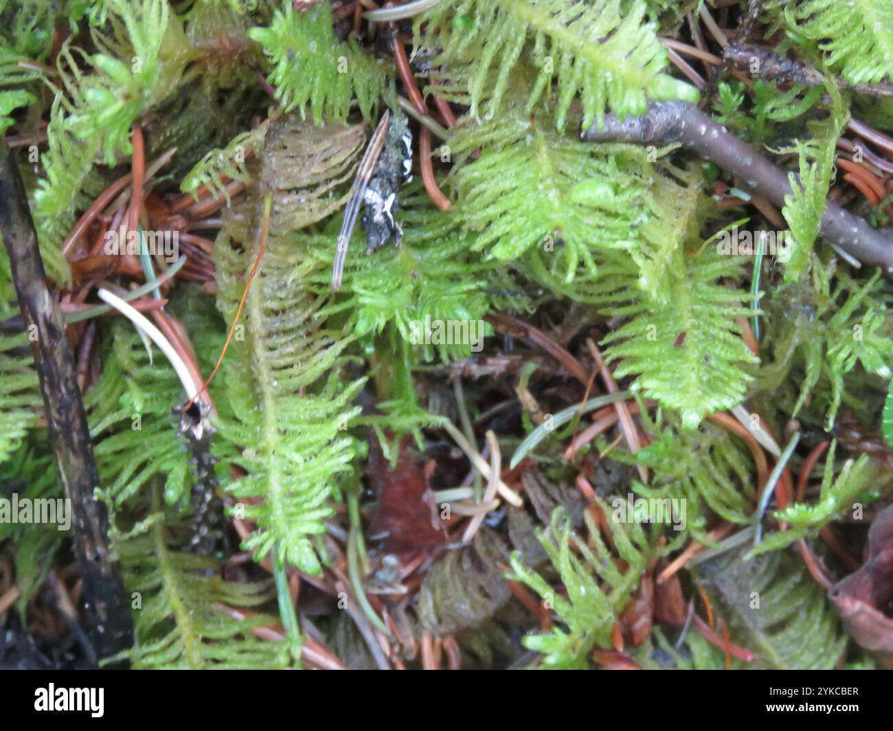 Ostrich-plume Moss (Ptilium crista-castrensis Stock Photo - Alamy