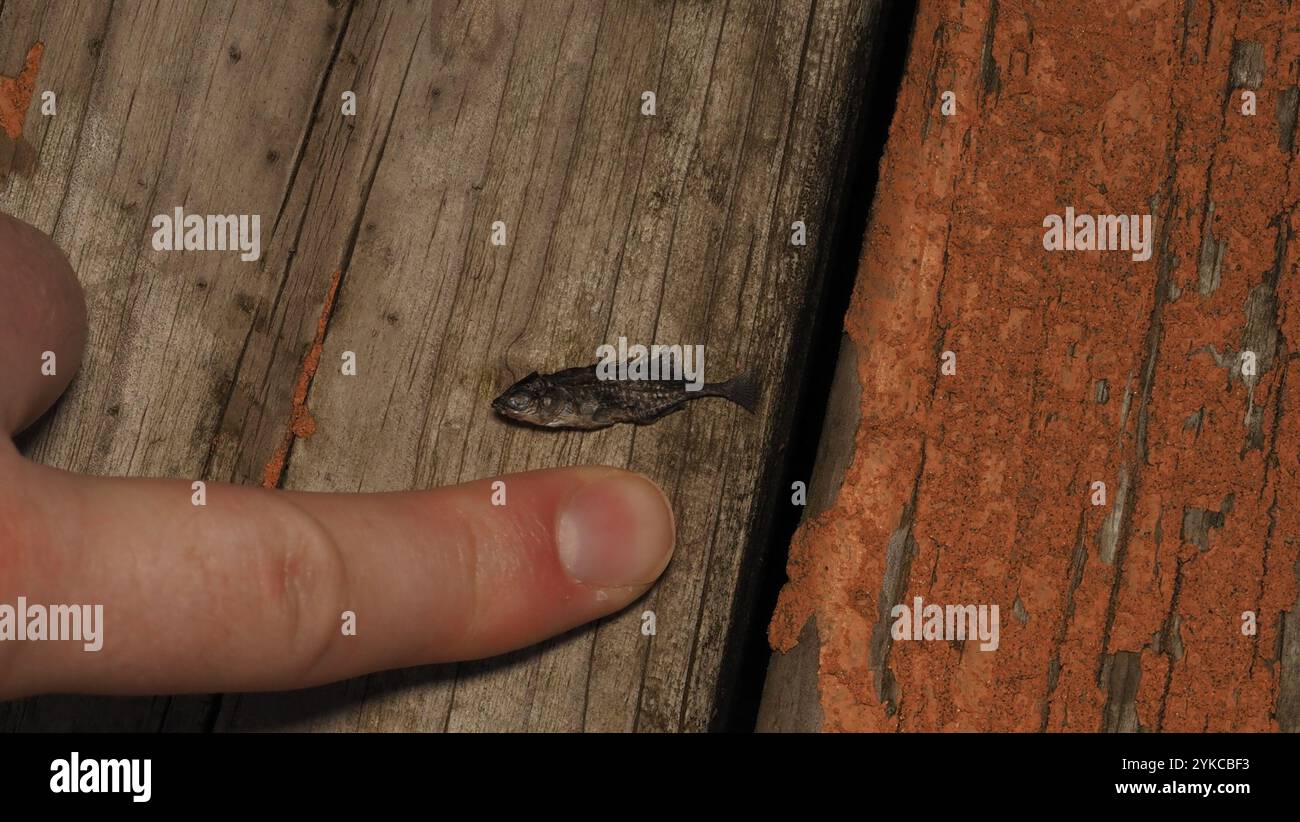 Brook Stickleback (Culaea inconstans Stock Photo - Alamy