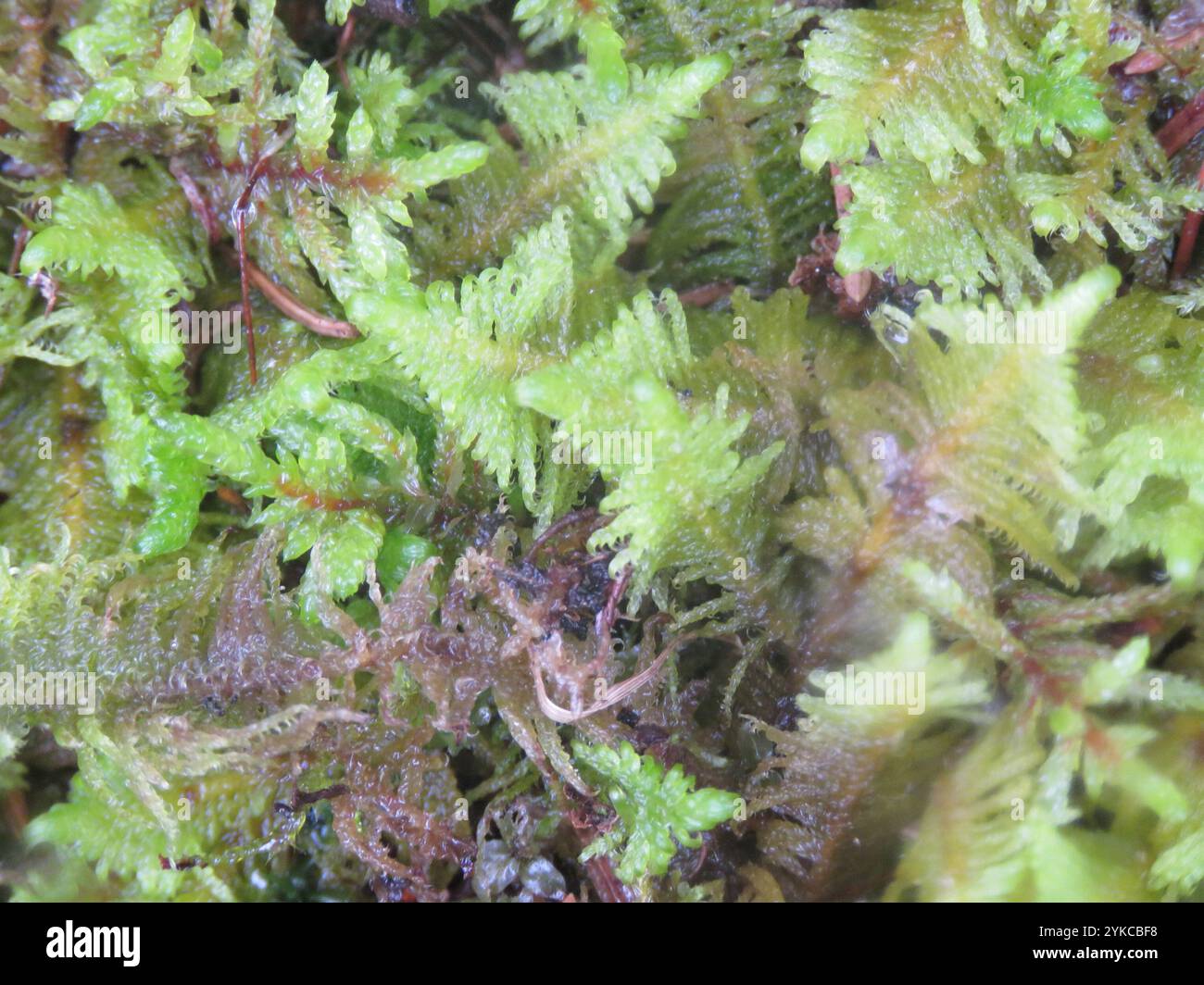 Ostrich-plume Moss (Ptilium crista-castrensis Stock Photo - Alamy