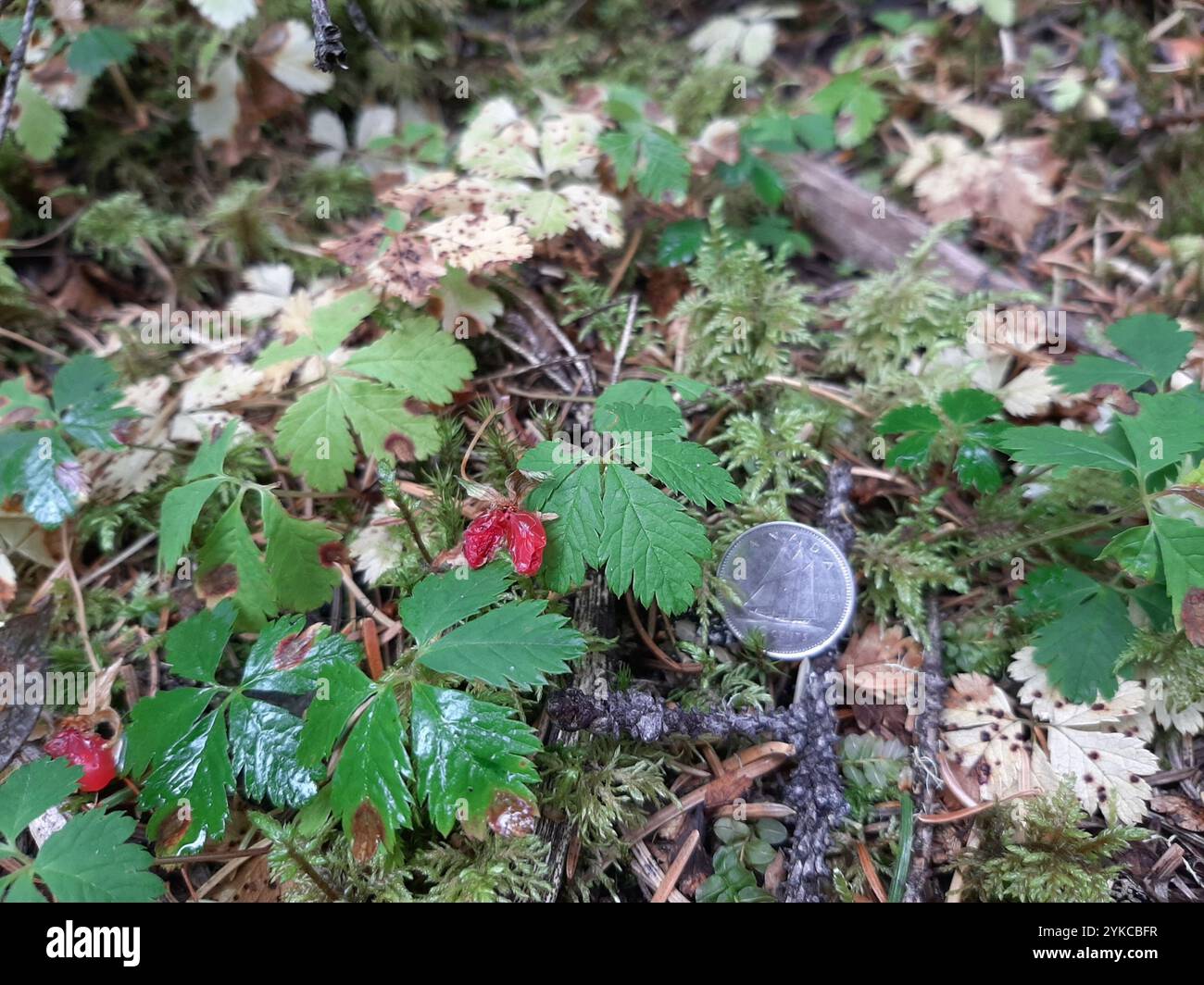 Five-leaf Dwarf Bramble (Rubus pedatus Stock Photo - Alamy