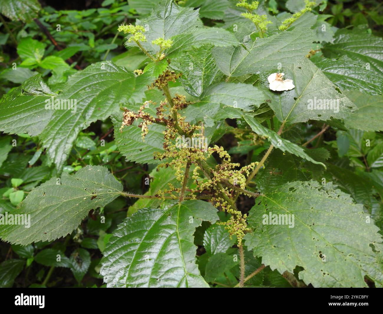 wood nettle (Laportea canadensis Stock Photo - Alamy