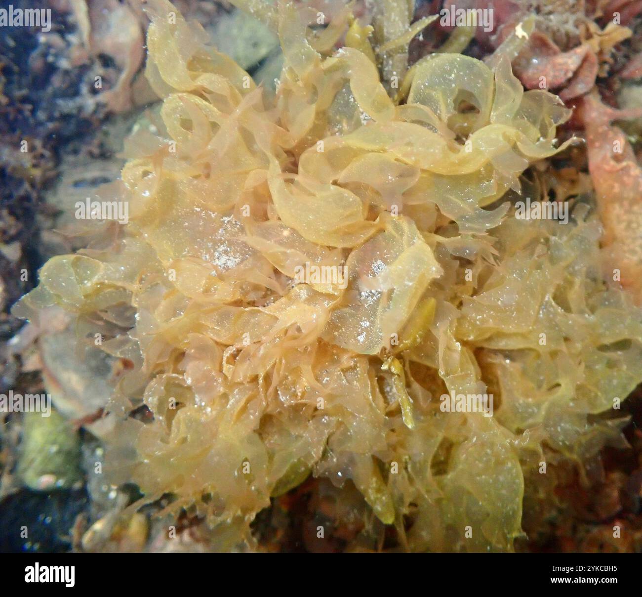 Devil's Tongue Weed (Grateloupia turuturu Stock Photo - Alamy