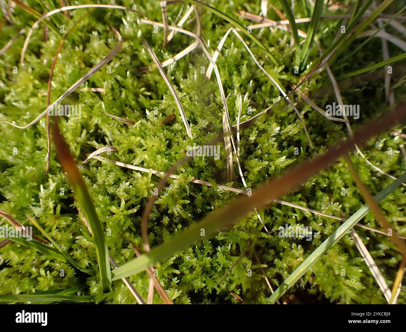 Sphagnum subg. Acutifolia (Acutifolia Stock Photo - Alamy
