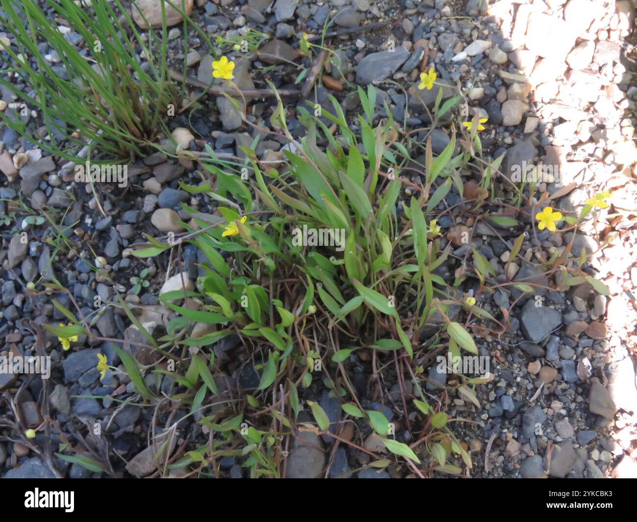 Small Yellow Water-crowfoot (Ranunculus gmelinii Stock Photo - Alamy