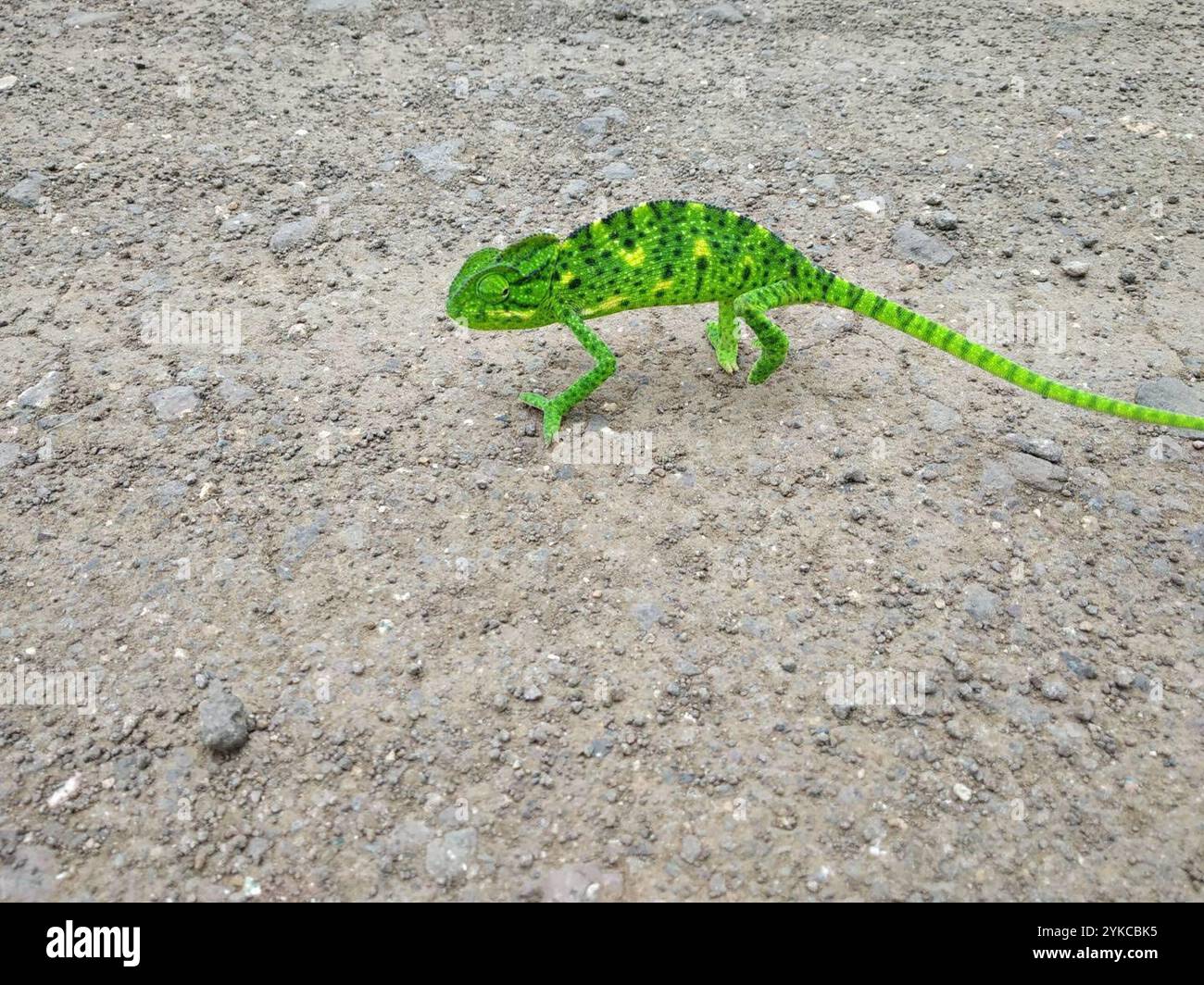 Indian Chameleon (Chamaeleo zeylanicus Stock Photo - Alamy