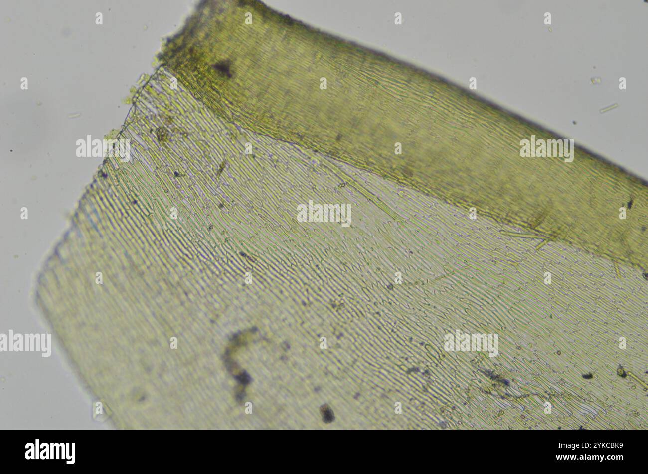 Neckera pennata hi-res stock photography and images - Alamy