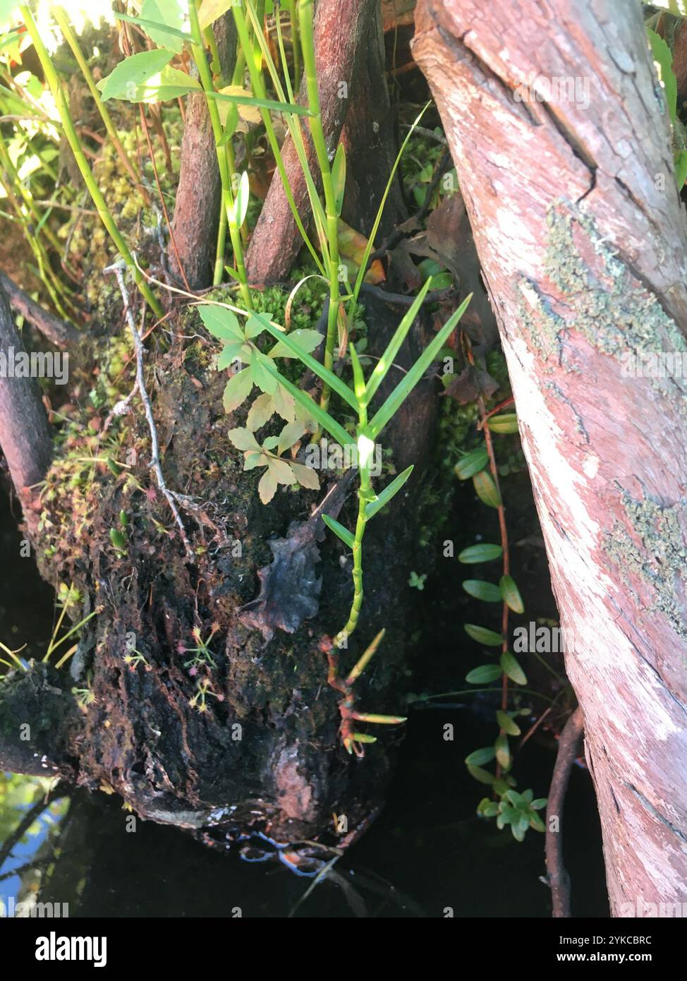Three-way Sedge (Dulichium arundinaceum Stock Photo - Alamy