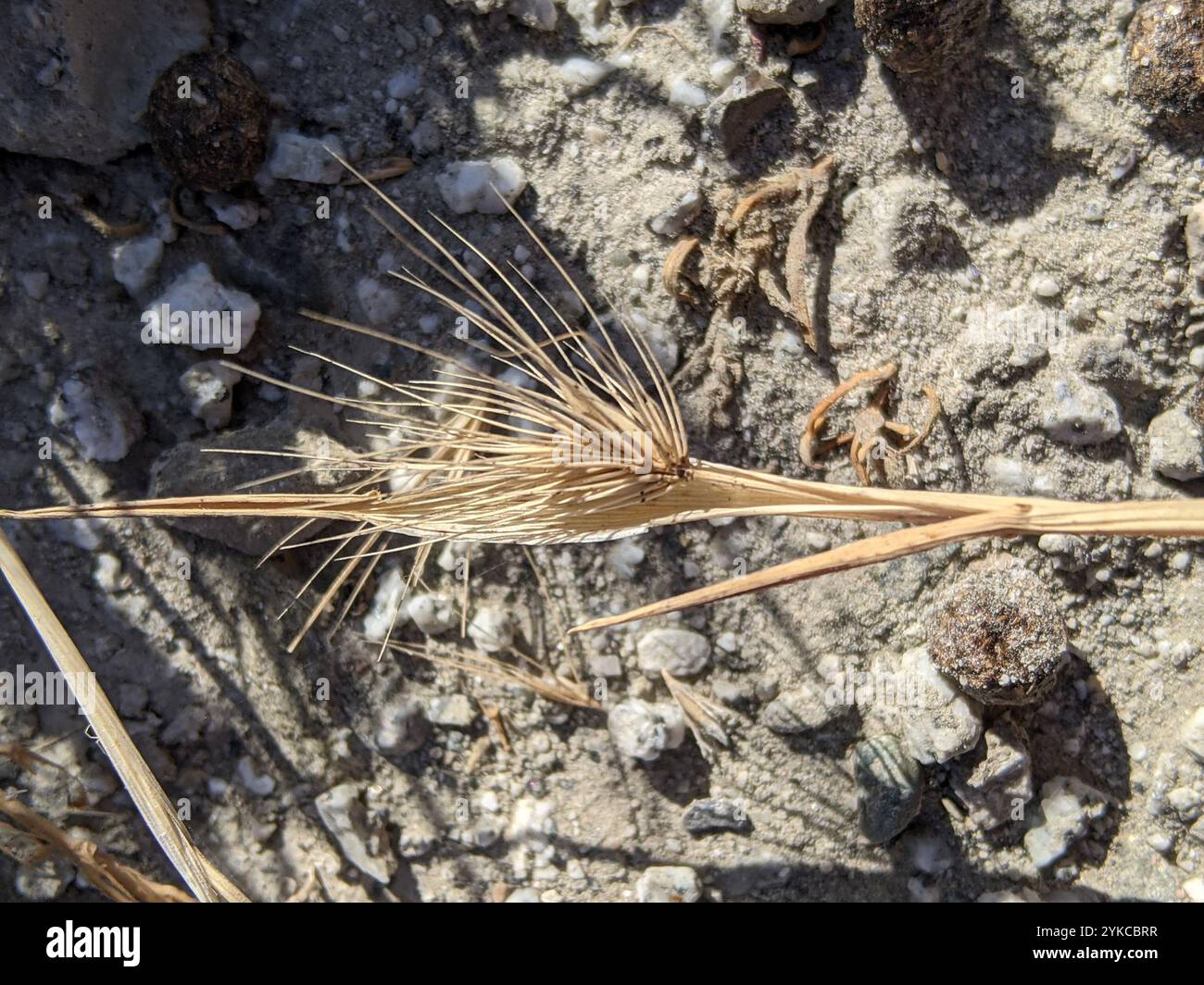 Taeniatherum caput medusae hi-res stock photography and images - Alamy