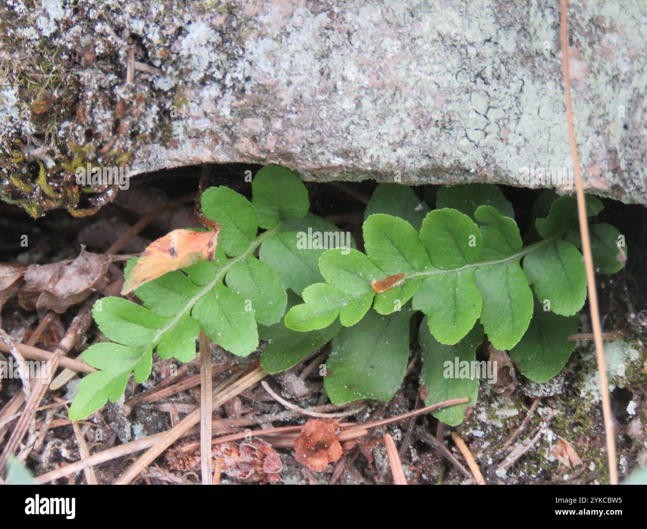 western polypody (Polypodium hesperium Stock Photo - Alamy