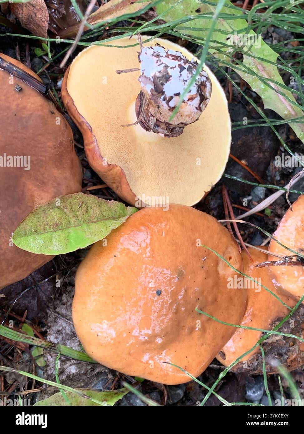 Purple-veiled Slippery Jack (Suillus luteus Stock Photo - Alamy
