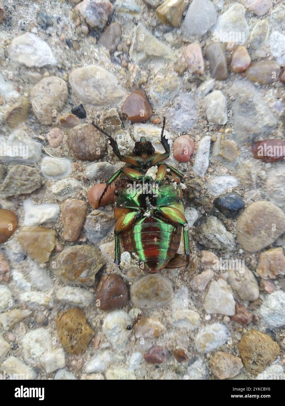 Common Green June Beetle (Cotinis nitida Stock Photo - Alamy