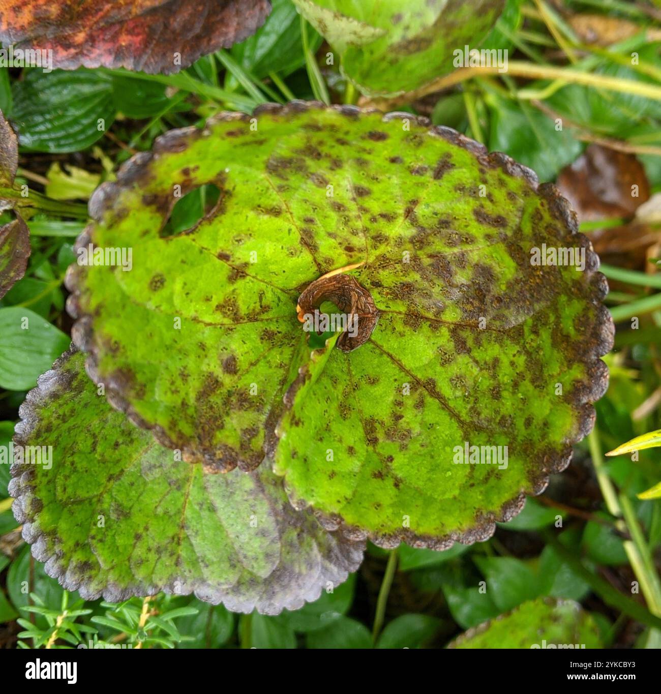 Deer-cabbage (Nephrophyllidium crista-galli Stock Photo - Alamy