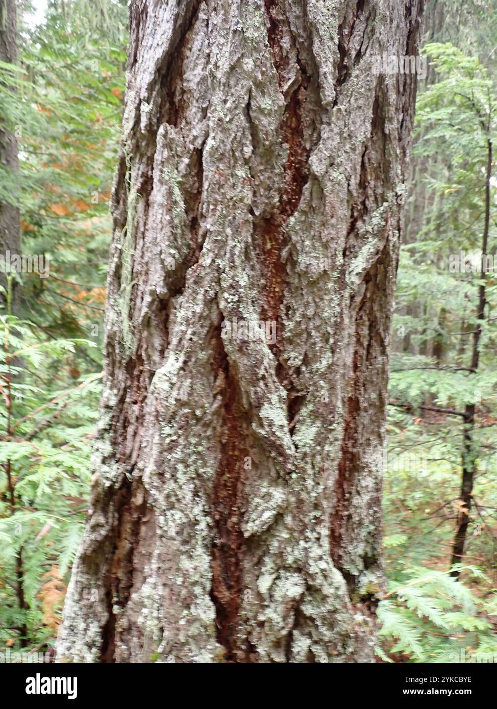 western larch (Larix occidentalis Stock Photo - Alamy