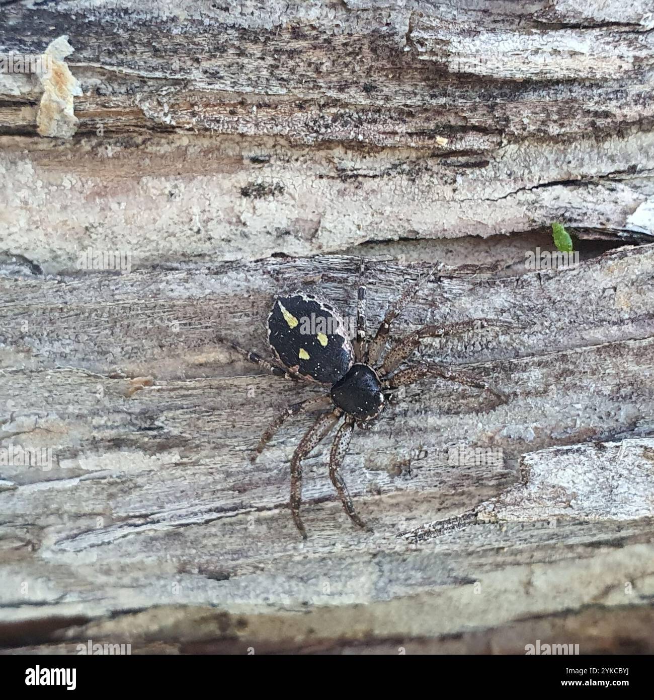 Country Crab Spider (Tharpyna campestrata Stock Photo - Alamy