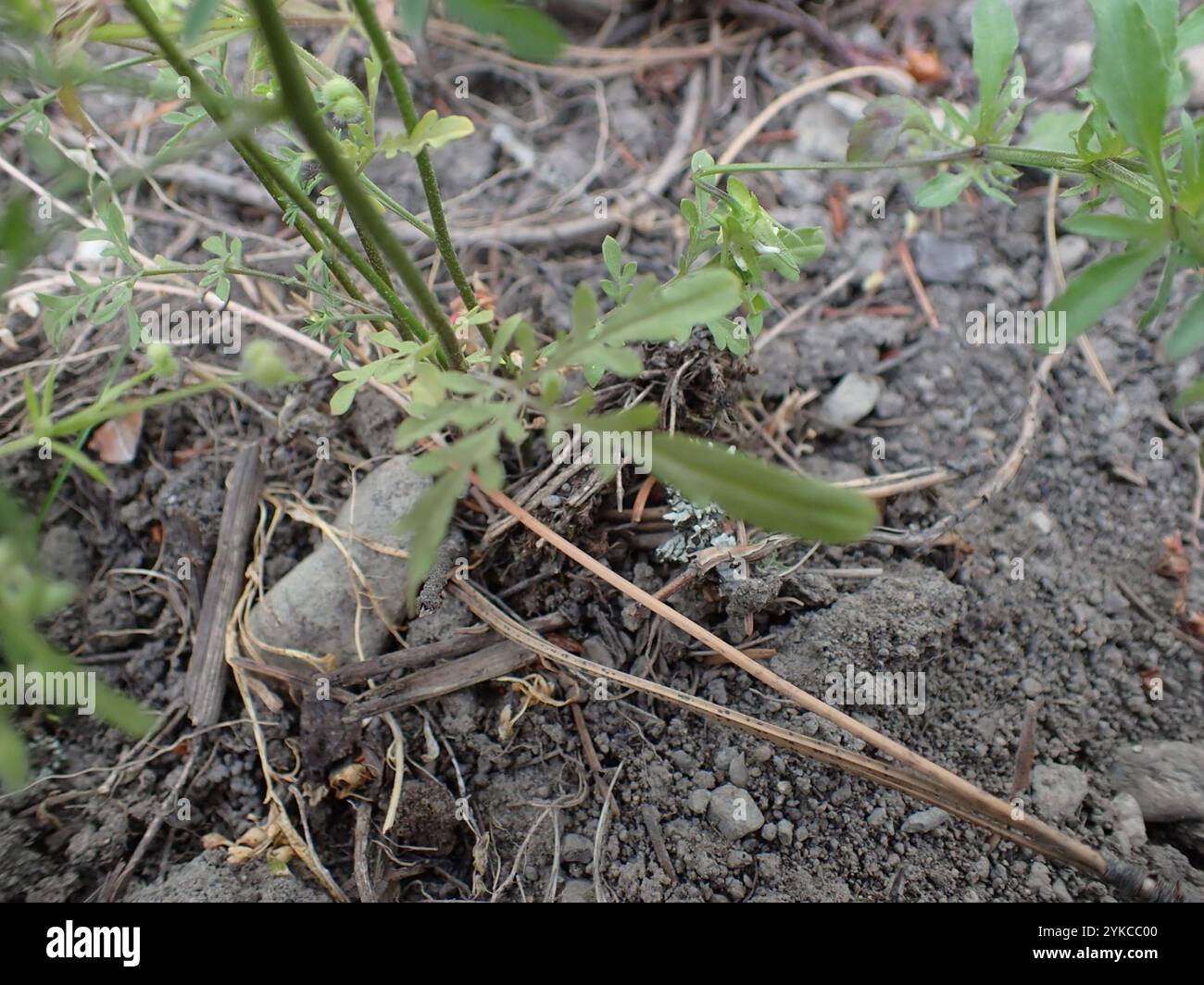 mustard family (Brassicaceae Stock Photo - Alamy