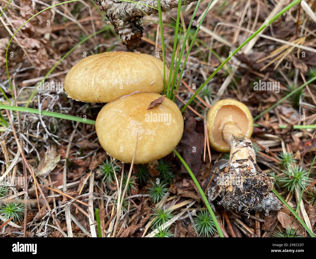 Slippery Jacks (Suillus Stock Photo - Alamy