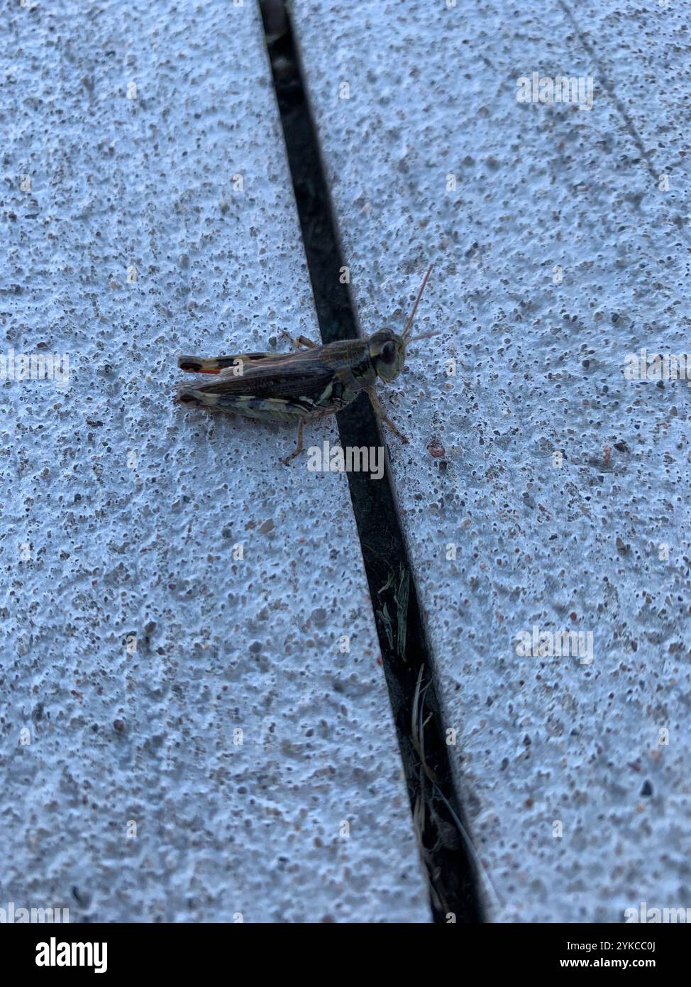 Migratory Grasshopper (Melanoplus sanguinipes Stock Photo - Alamy