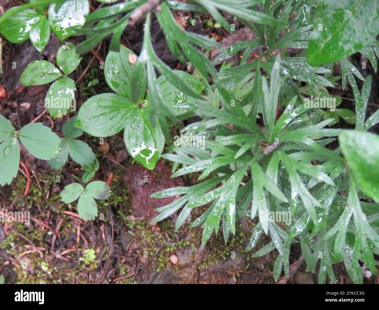 Cutleaf Anemone (Anemone multifida Stock Photo - Alamy