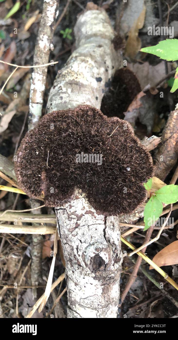 Hairy Hexagonia (Hexagonia hydnoides Stock Photo - Alamy