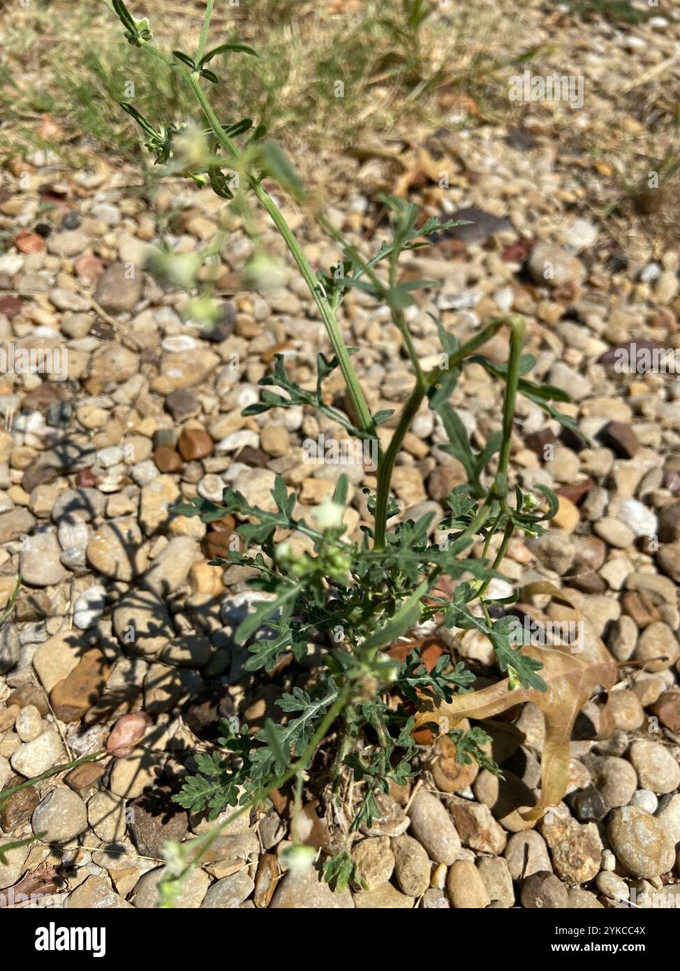 Santa Maria feverfew (Parthenium hysterophorus Stock Photo - Alamy