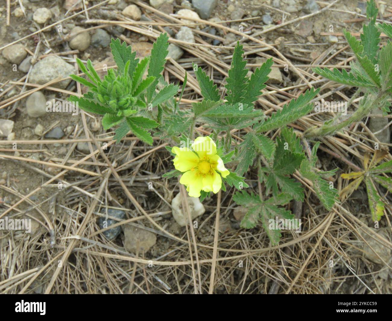 sulphur cinquefoil (Potentilla recta Stock Photo - Alamy