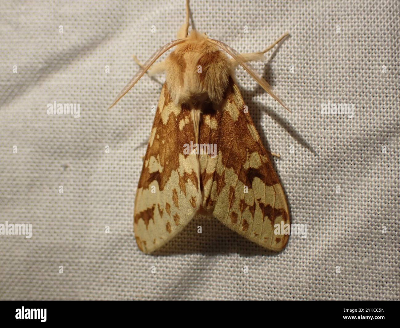 Spotted Tussock Moth (Lophocampa maculata Stock Photo - Alamy