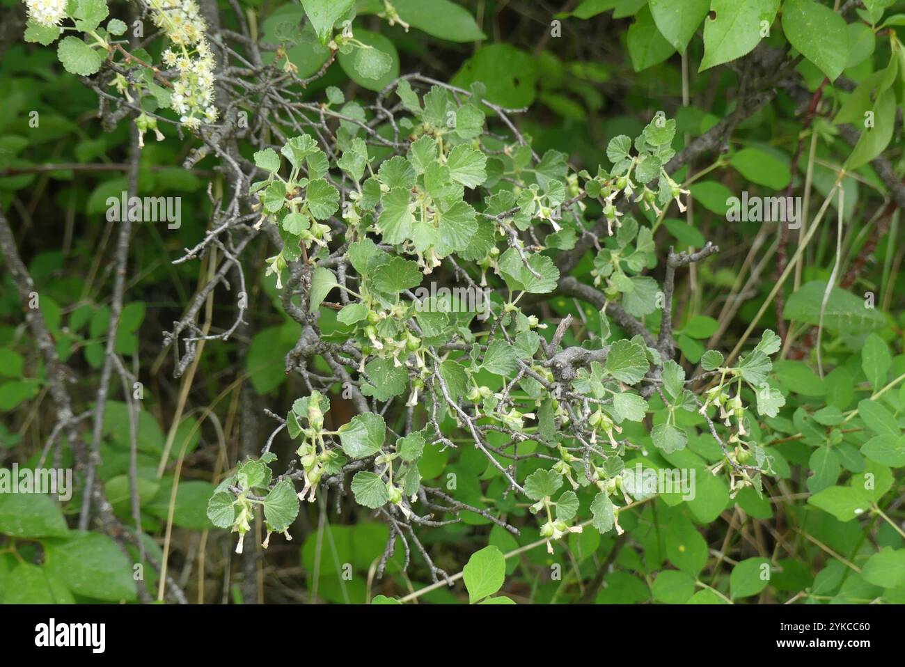 wax currant (Ribes cereum Stock Photo - Alamy