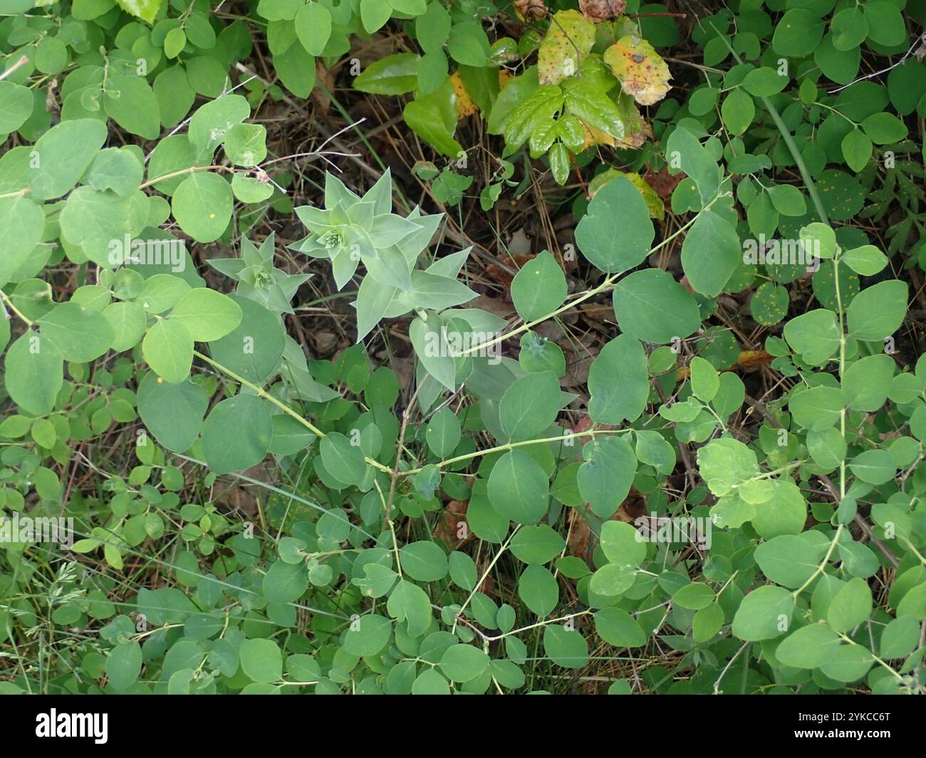 Balkan toadflax (Linaria dalmatica Stock Photo - Alamy
