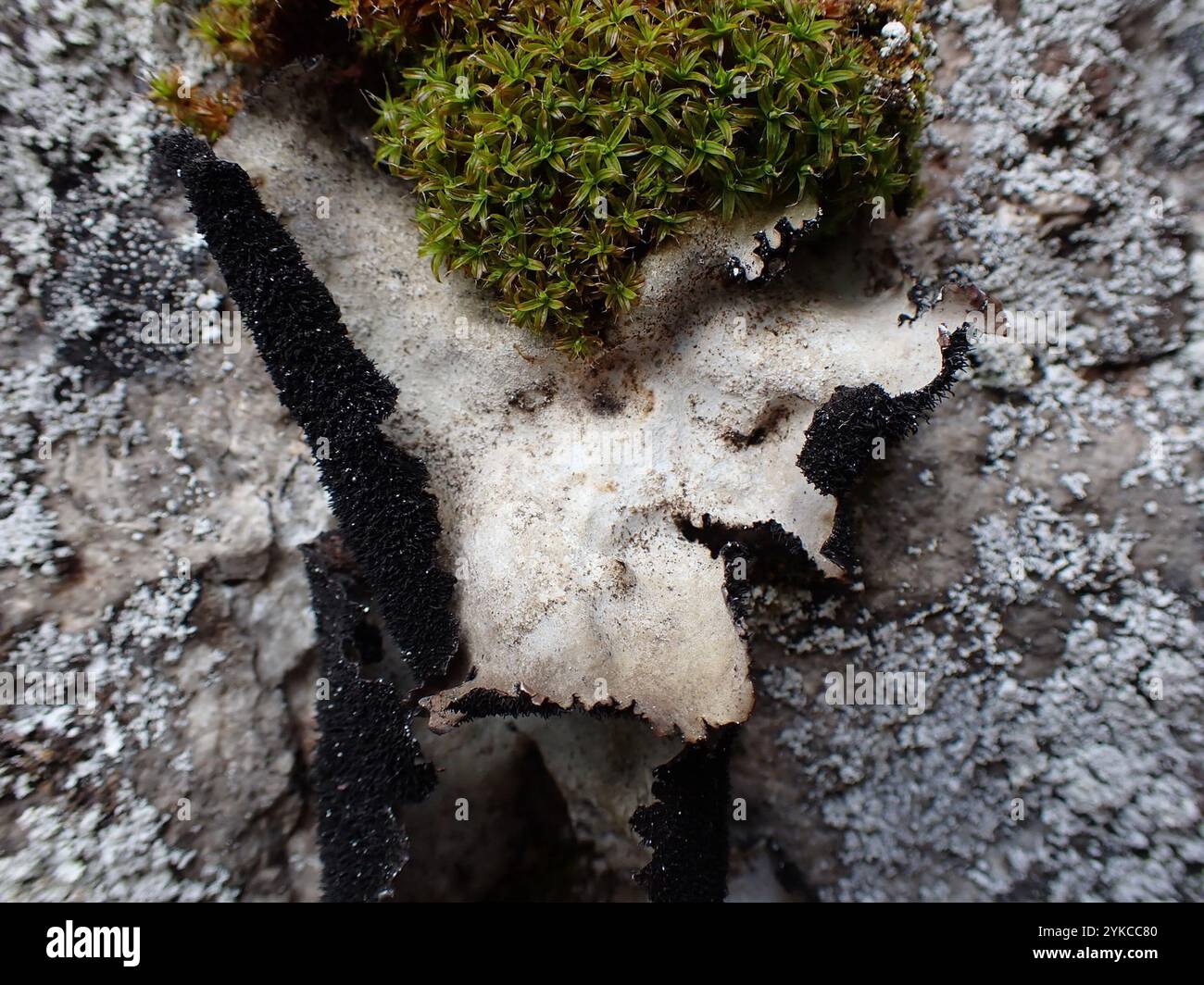 Frosted Rock Tripe (Umbilicaria americana Stock Photo - Alamy