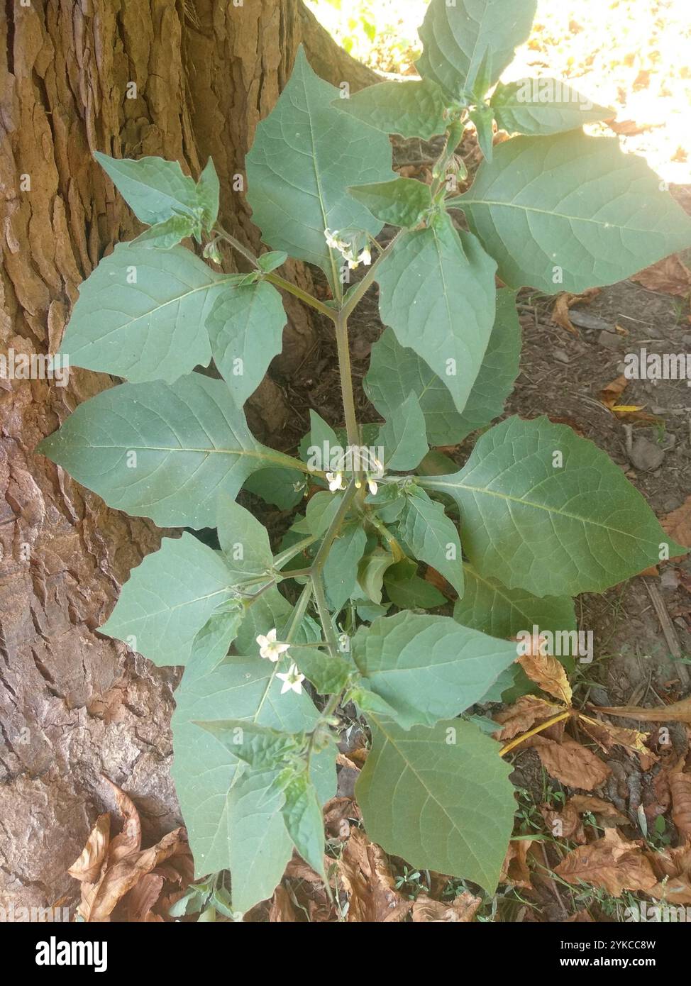 black nightshade (Solanum nigrum Stock Photo - Alamy