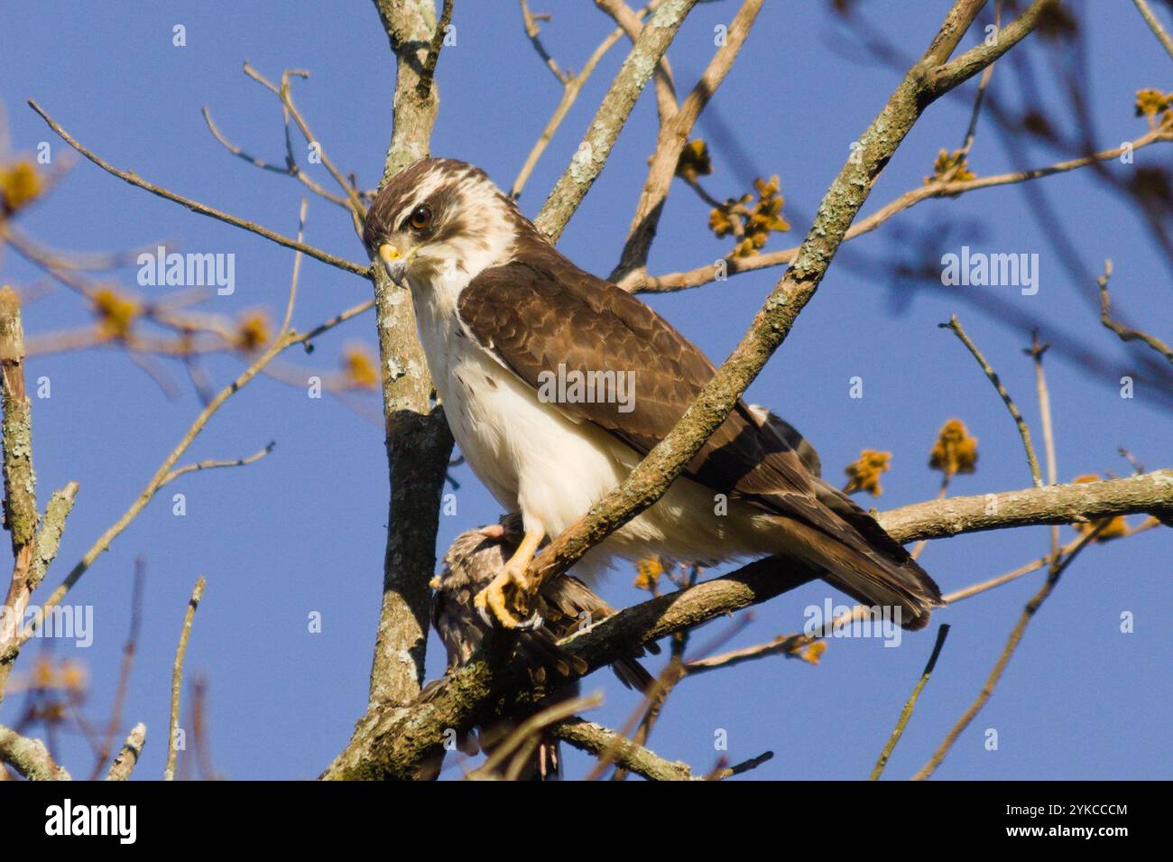 Short-tailed Hawk (Buteo brachyurus Stock Photo - Alamy