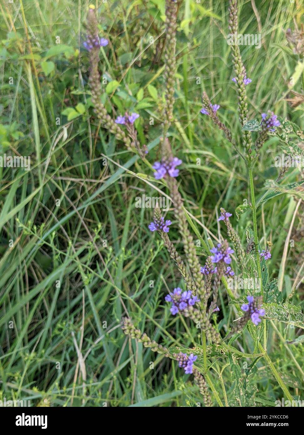 blue vervain (Verbena hastata Stock Photo - Alamy