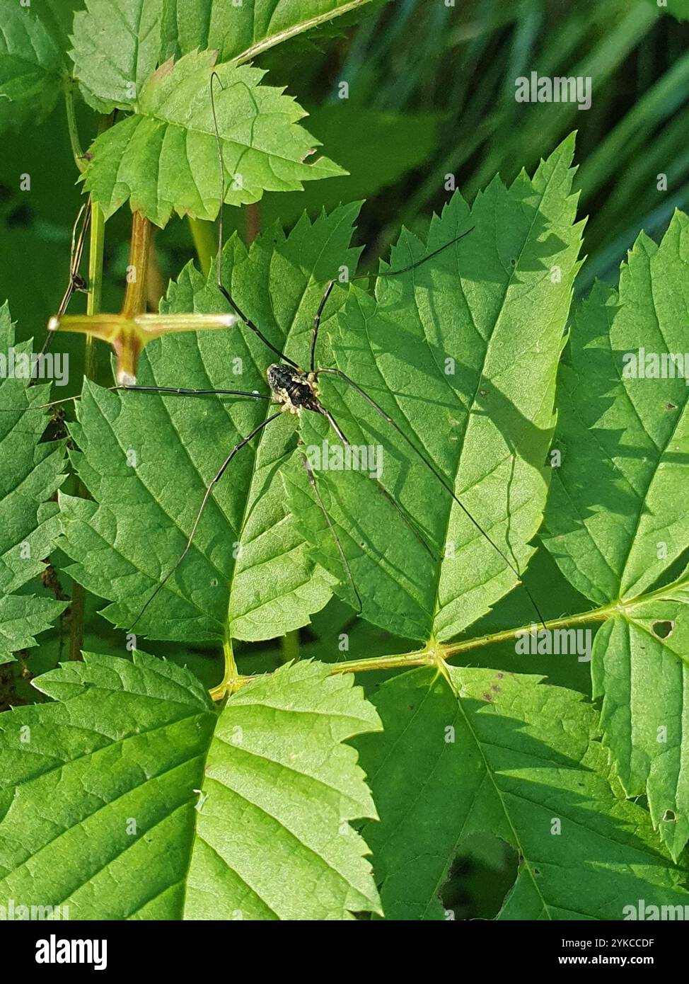 Mitopus morio hi-res stock photography and images - Alamy