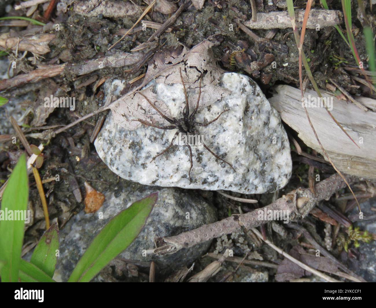 Thin-legged Wolf Spiders (Pardosa Stock Photo - Alamy