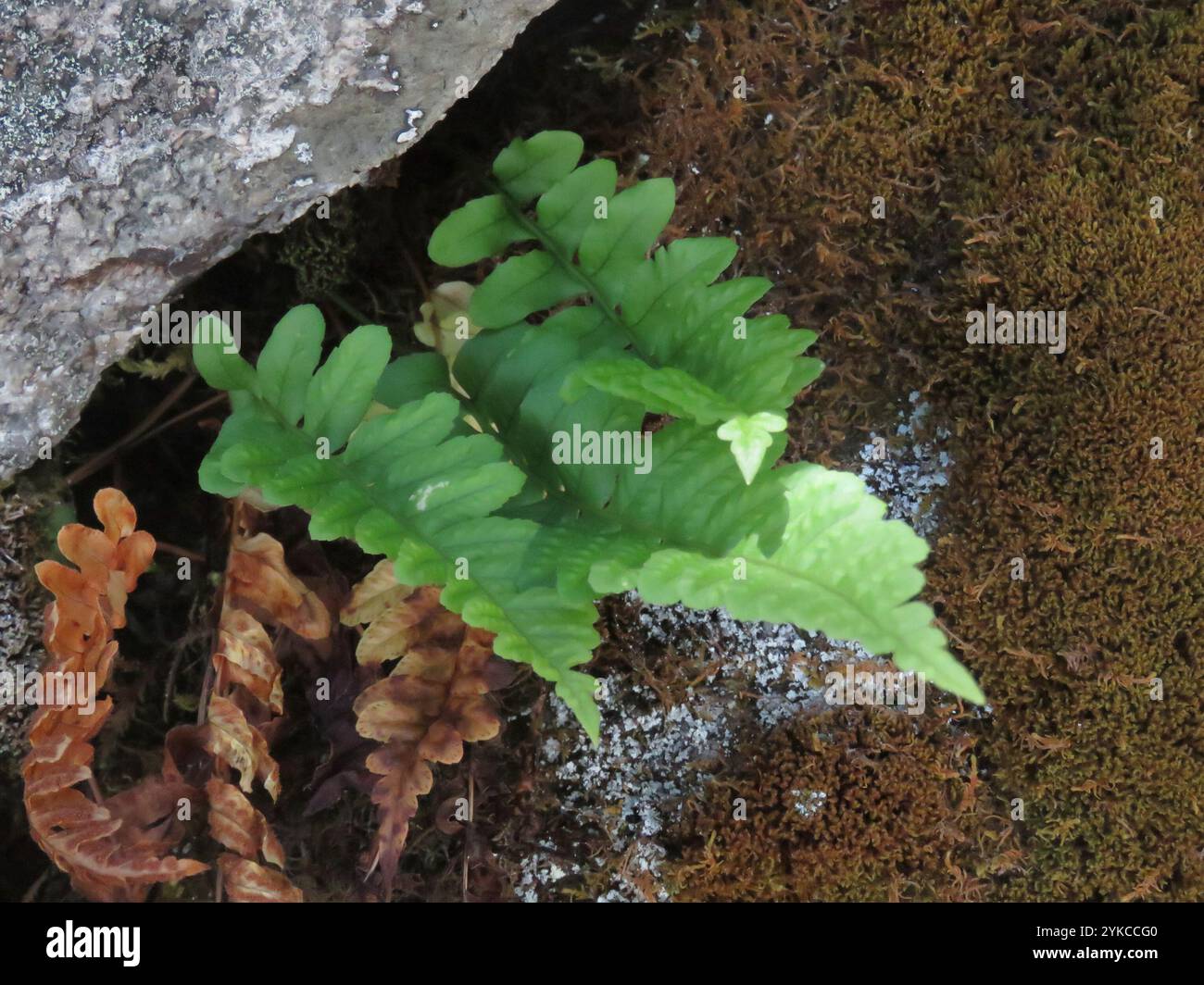 polypody ferns (Polypodium Stock Photo - Alamy