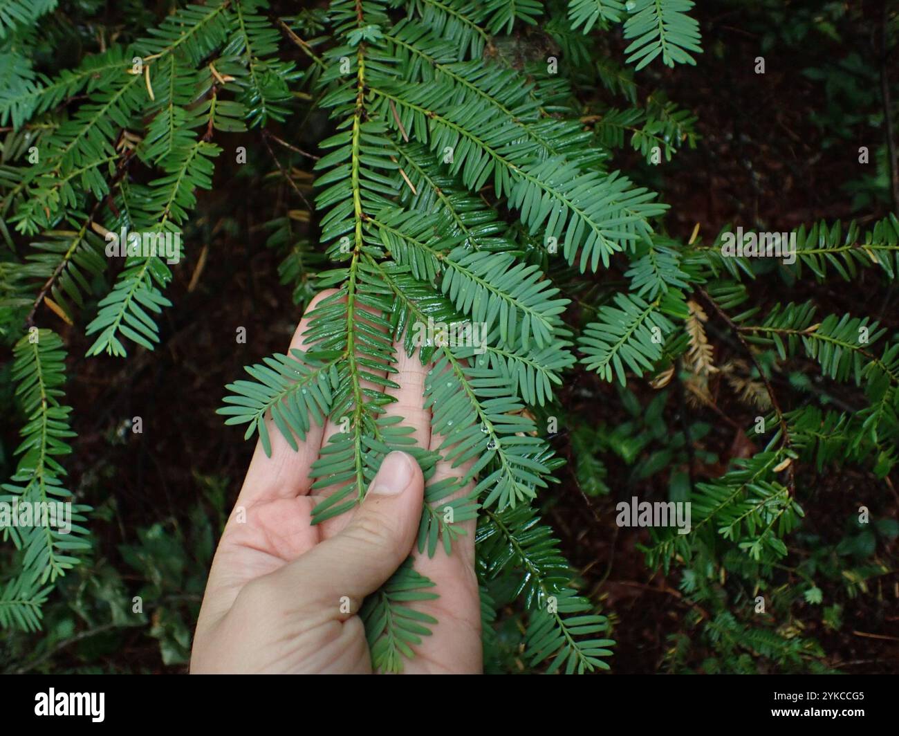 Pacific yew (Taxus brevifolia Stock Photo - Alamy