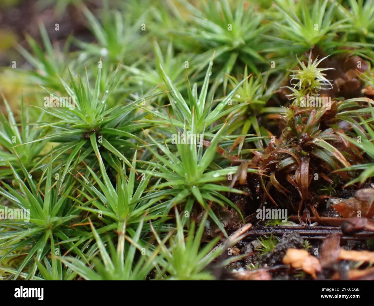 juniper haircap moss (Polytrichum juniperinum Stock Photo - Alamy