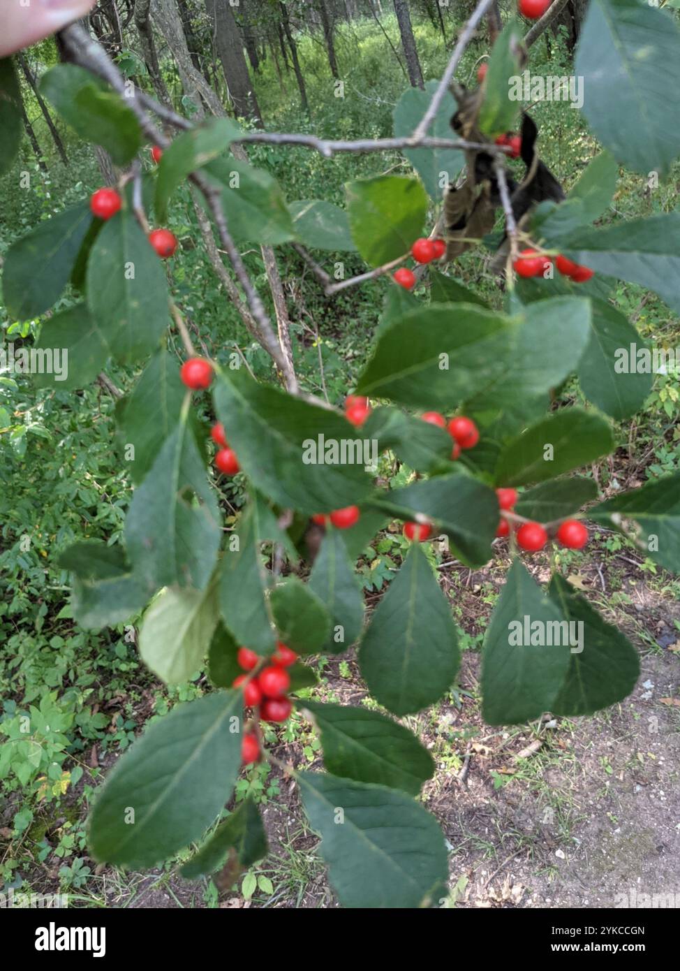 winterberry holly (Ilex verticillata Stock Photo - Alamy