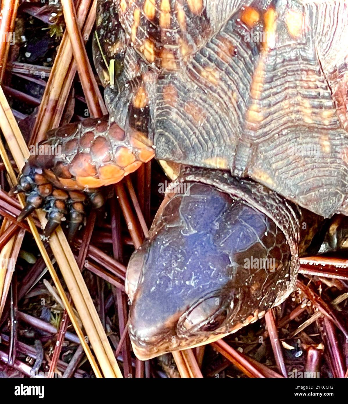 Eastern Box Turtle (Terrapene carolina carolina Stock Photo - Alamy
