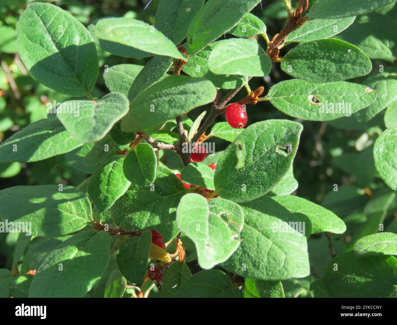 Canadian buffalo-berry (Shepherdia canadensis Stock Photo - Alamy